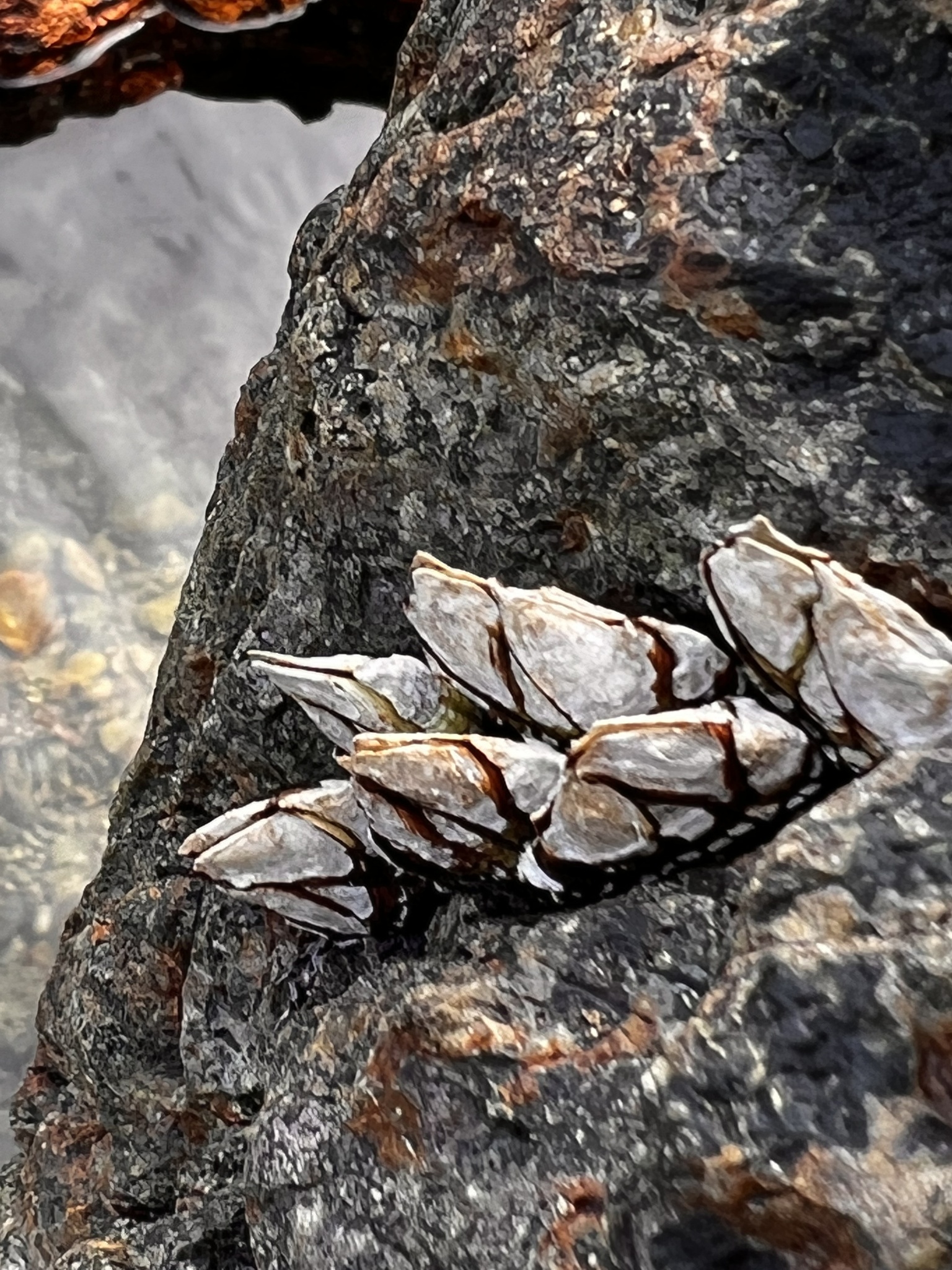 Capitulum mitella (Linnaeus, 1758)