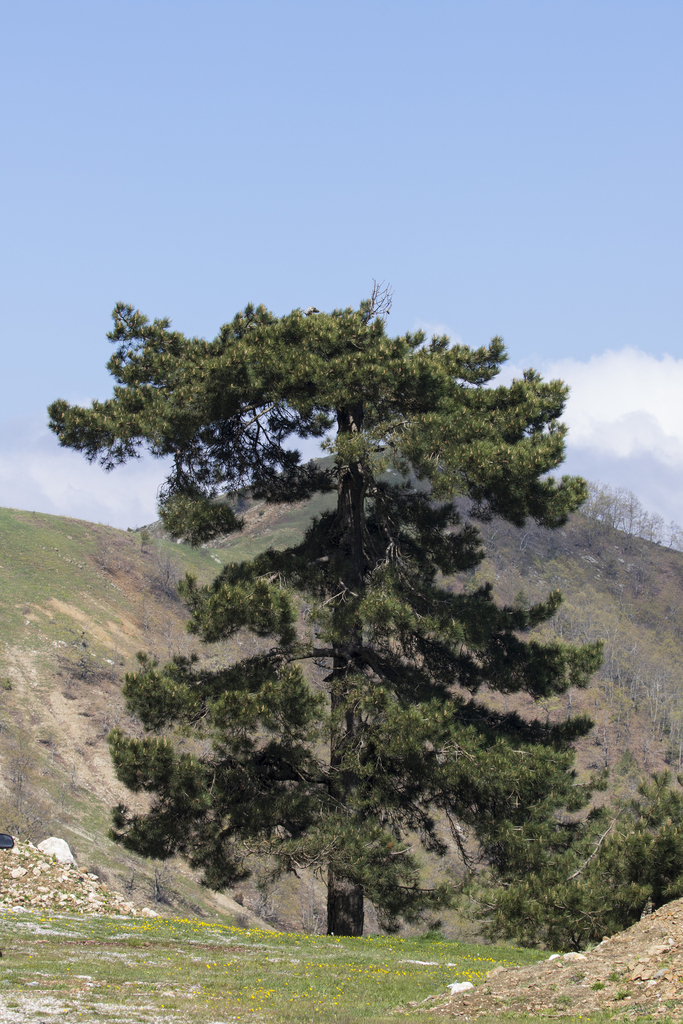 black pine (Pinus nigra) - Botanical Realm