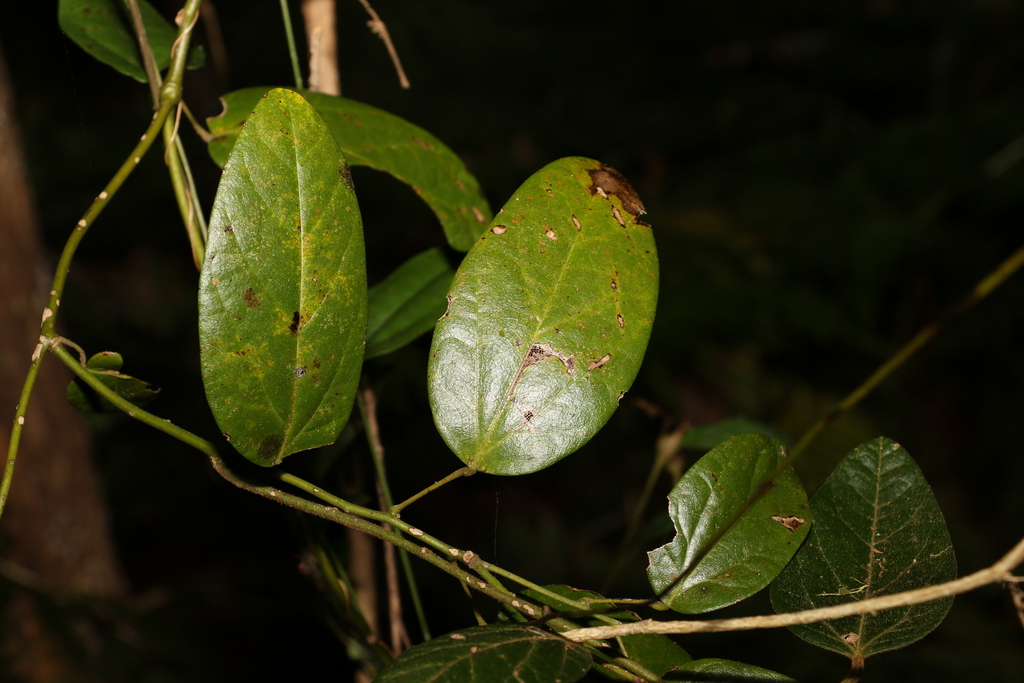 Hypserpa decumbens from Mount Mellum QLD 4550, Australia on June 24 ...