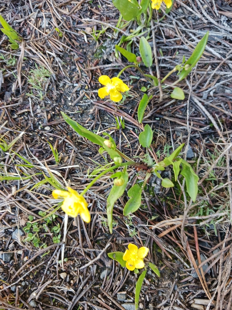 Ranunculus alismifolius hartwegii from Baker County, US-OR, US on June ...