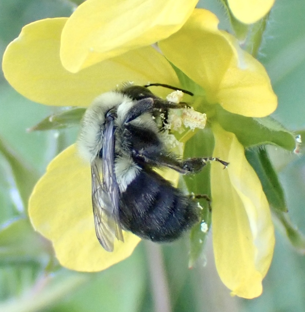 Common Eastern Bumble Bee from Eupora, MS, US on June 25, 2022 at 08:40 ...