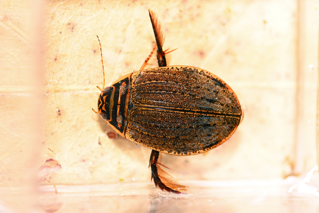 Lesser Diving-beetle from Sattnitz Höfleinmoor on June 02, 2022 at 04: ...