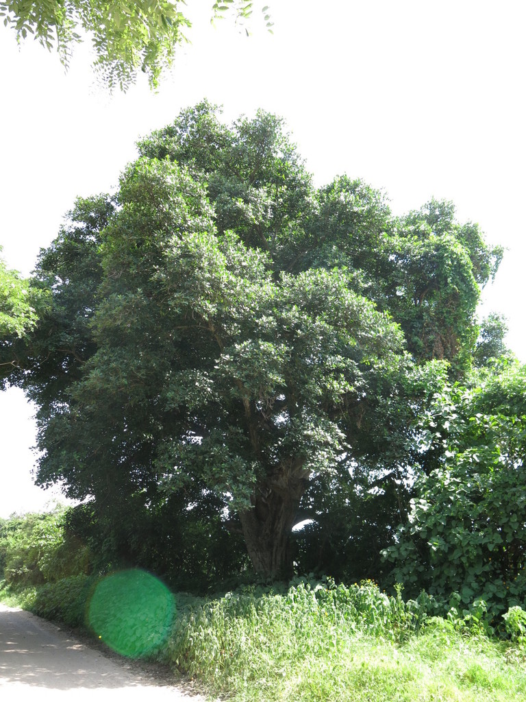 Ficus colubrinae from Suchiapa, Chis., México on July 23, 2017 at 11:13 ...