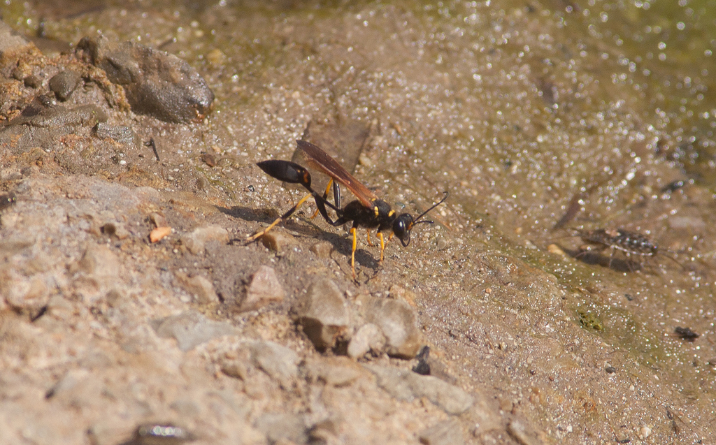 Yellow-legged Mud-dauber Wasp from Port de Pollença, Mallorca, Spain on ...