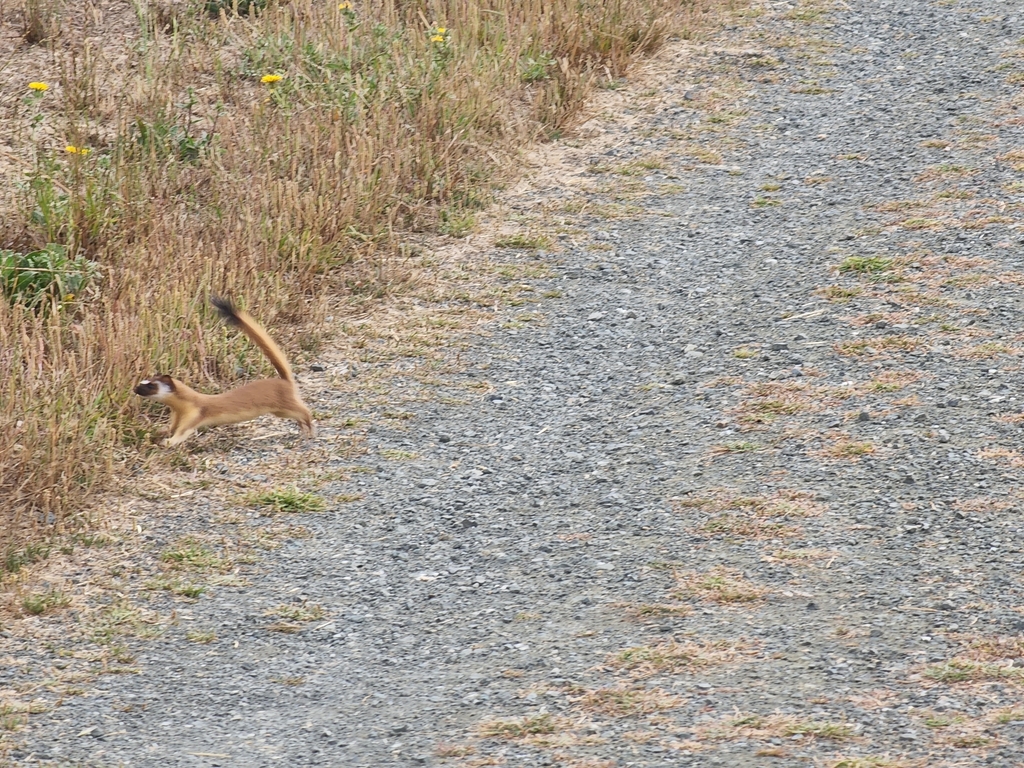 Long-tailed Weasel from Half Moon Bay, CA 94019, USA on June 25, 2022 ...