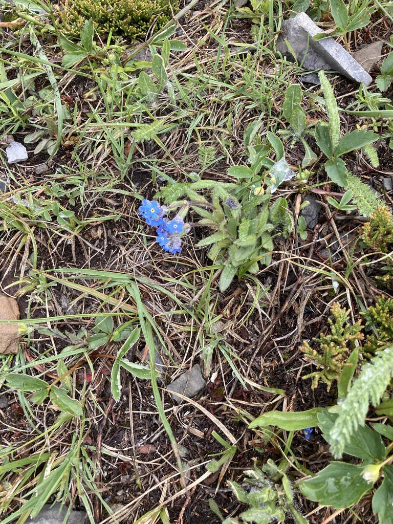 mountain forget-me-not from Kananaskis, AB T0L, Canada on June 24, 2022 ...