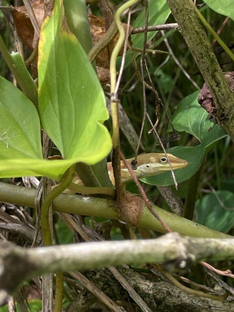 Puerto Rican Anole from Puerto Rico, Mayagüez, Puerto Rico, US on June ...