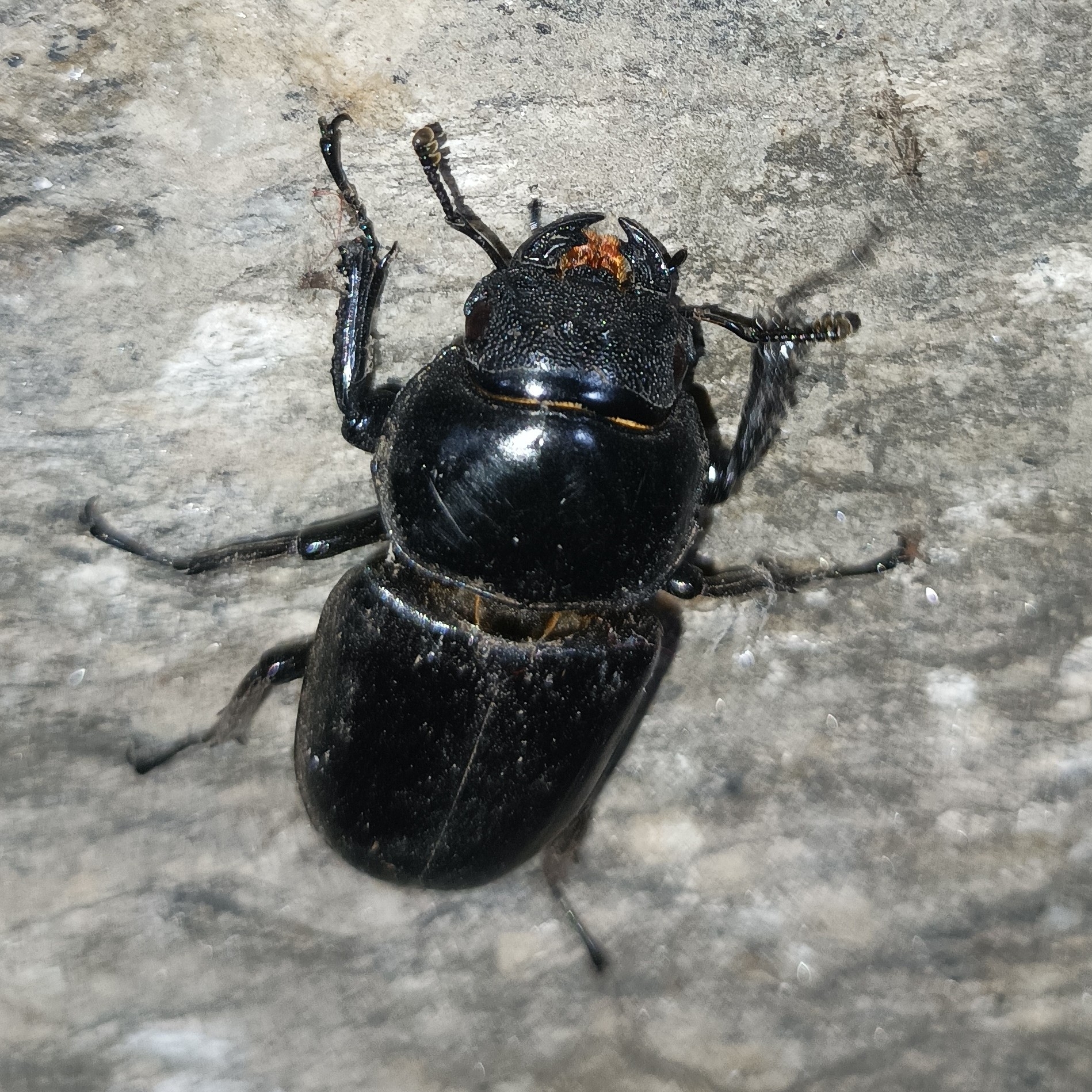 Dorcus antaeus antaeus