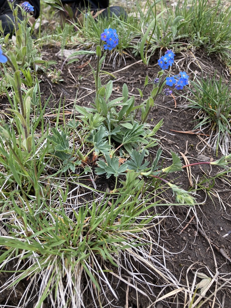 mountain forget-me-not from Kananaskis, AB T0L, Canada on June 24, 2022 ...