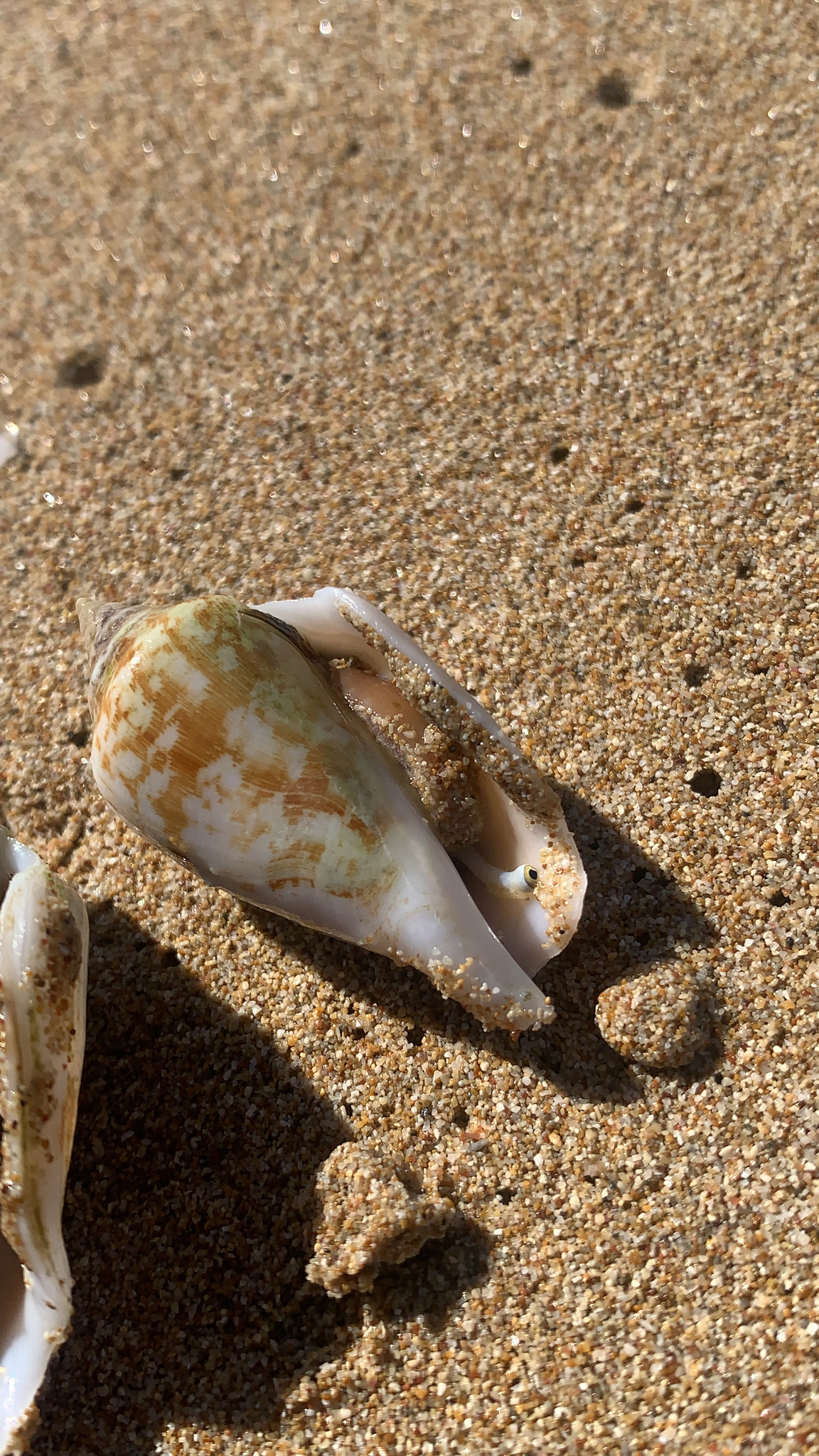 Conomurex persicus (Swainson, 1821)