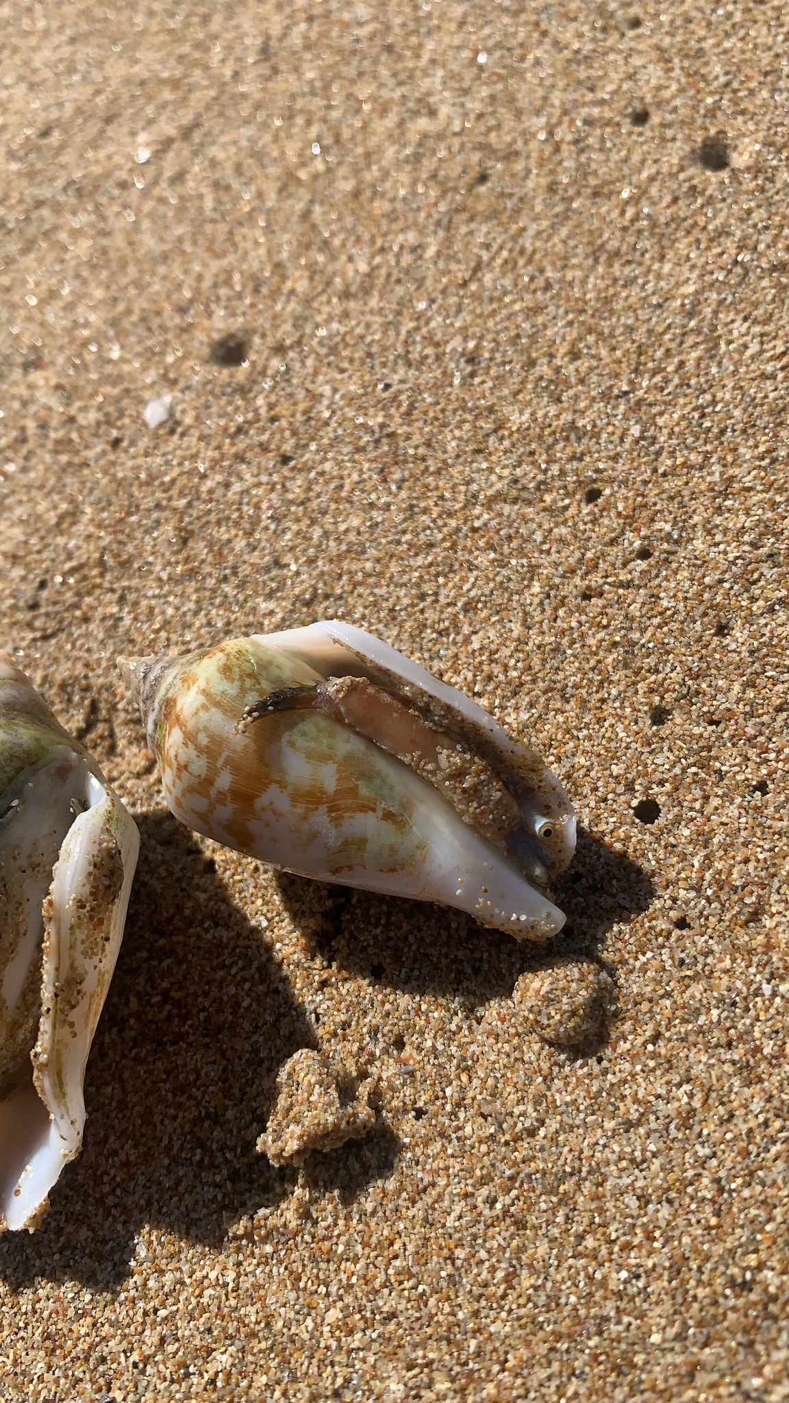 Conomurex persicus (Swainson, 1821)