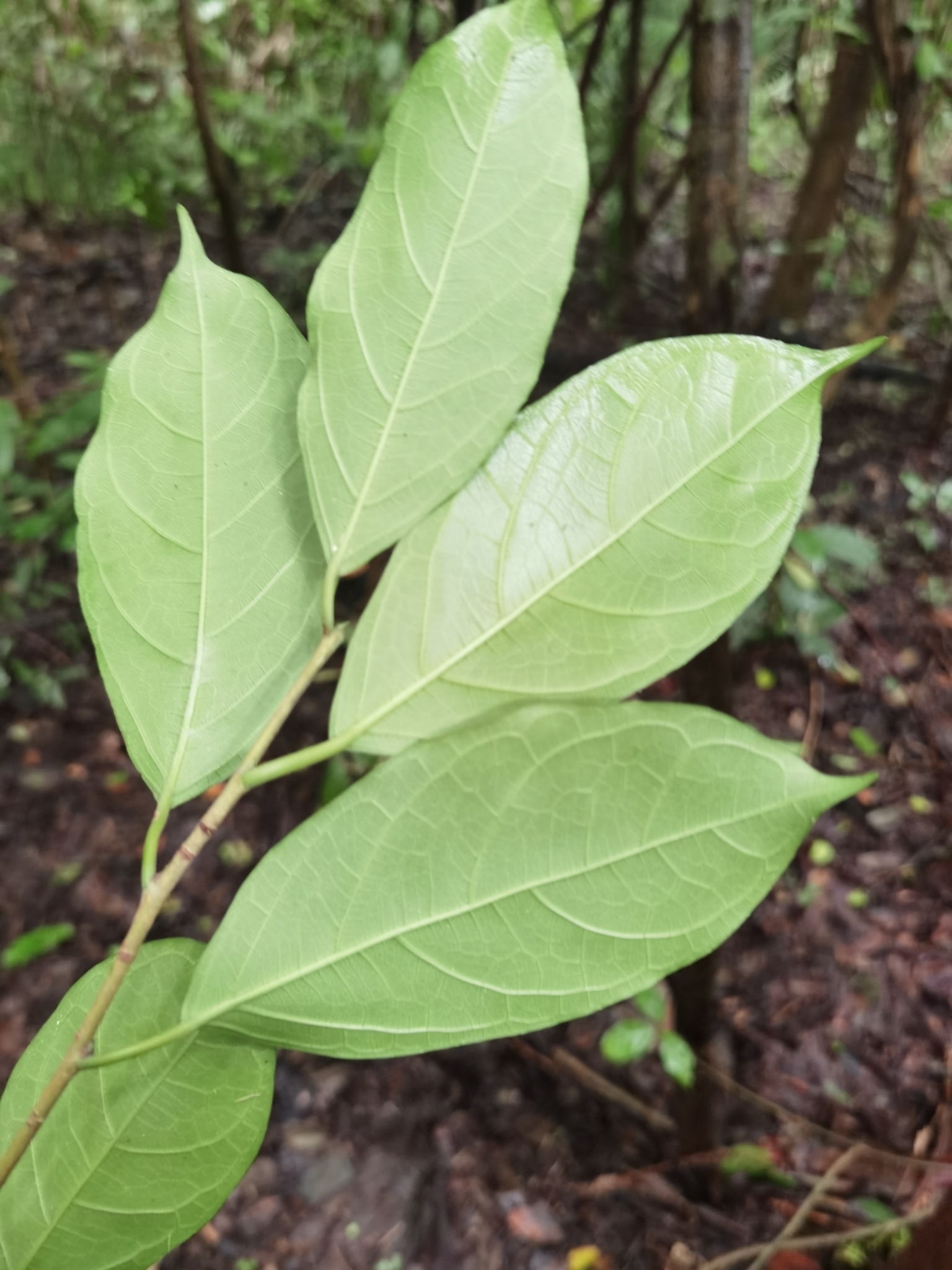Trophis racemosa (L.) Urb.