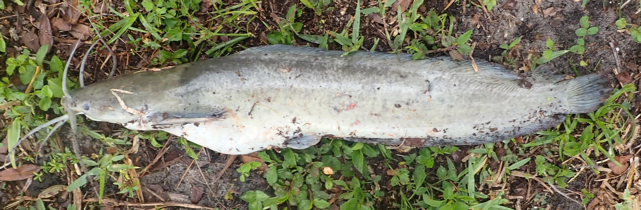Clarias batrachus (Linnaeus, 1758)
