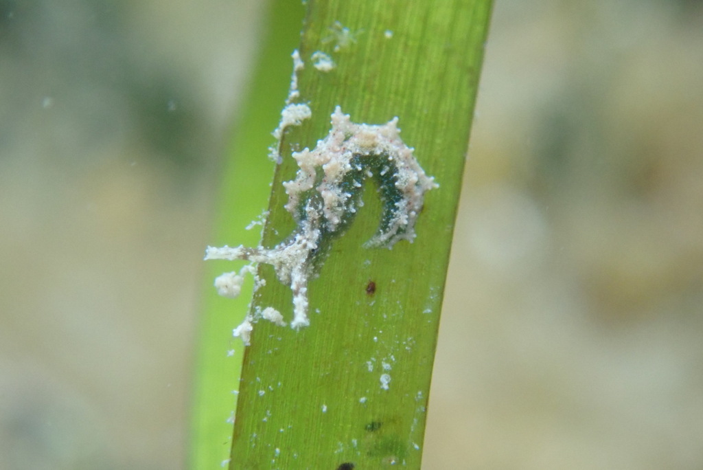 Papillose Elysia (Gastropods of the United States Pt.8) · iNaturalist