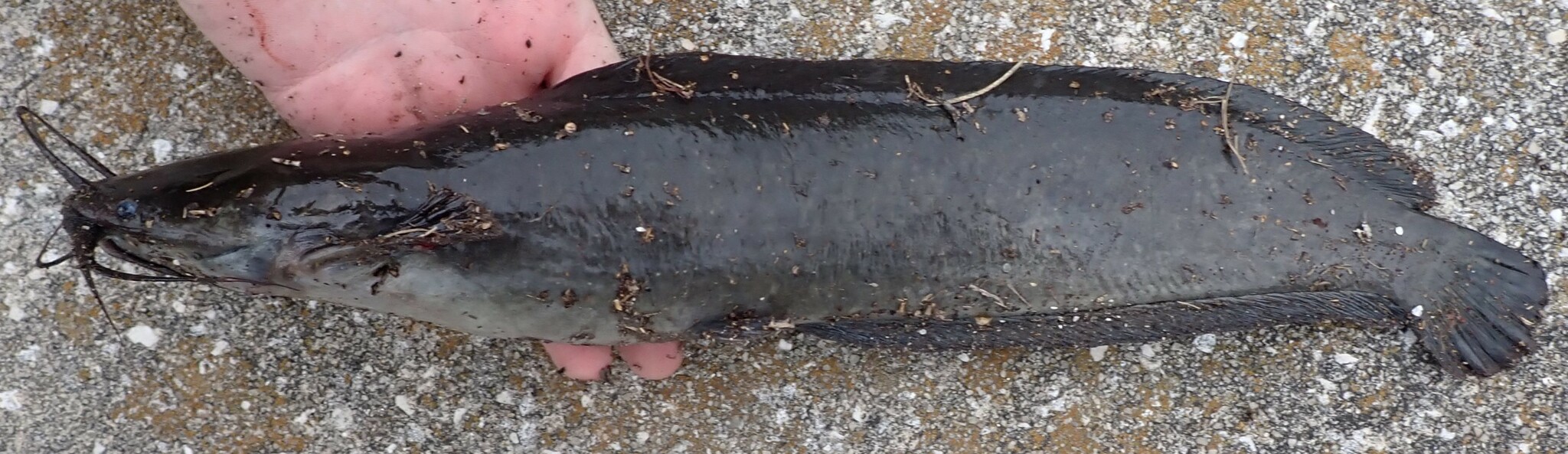 Clarias batrachus (Linnaeus, 1758)