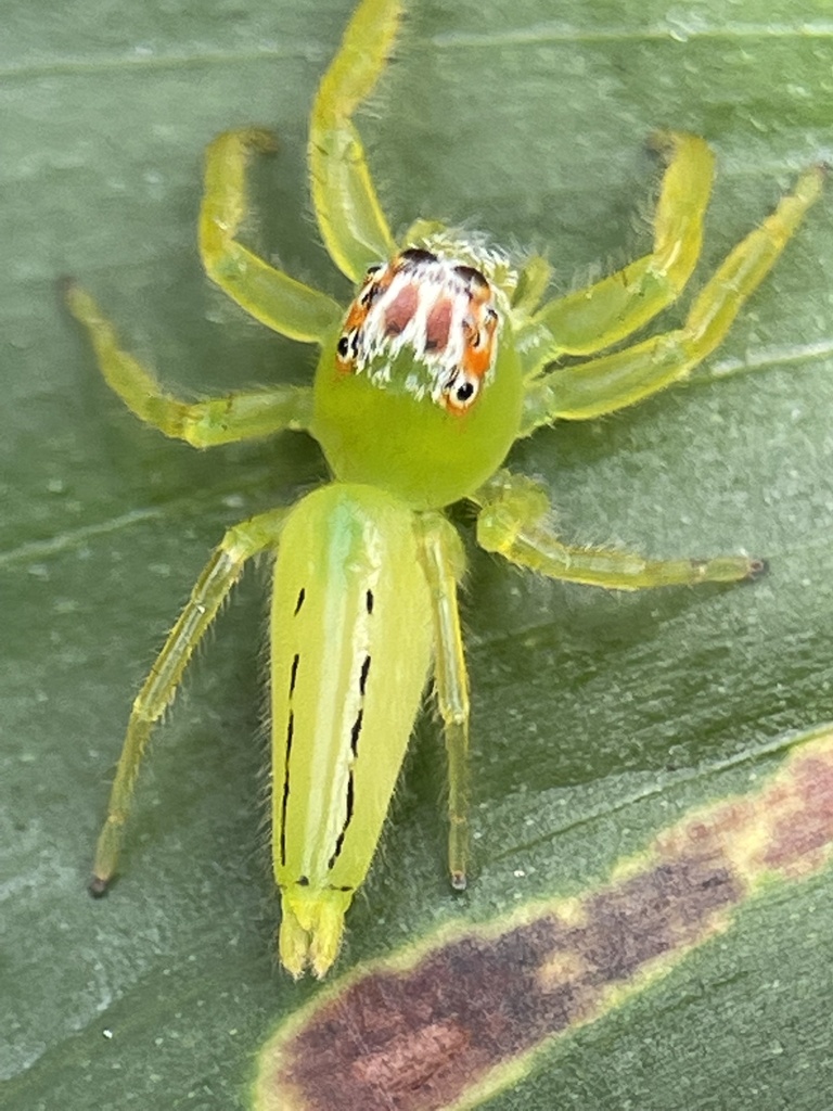 Green Jumping Spider from Port Douglas, QLD, AU on June 25, 2022 at 11: ...