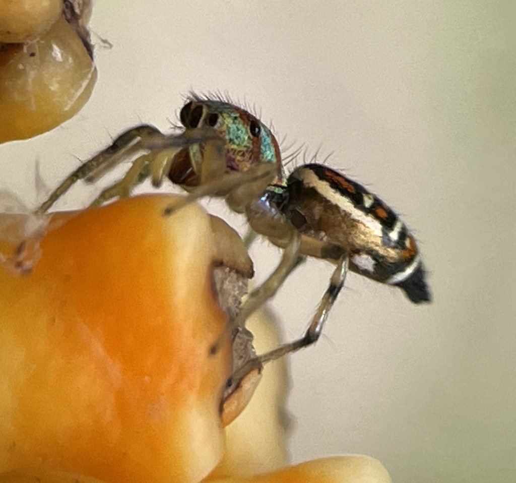 North Queensland Jumping Spider from Craven Cl, Port Douglas, QLD, AU ...