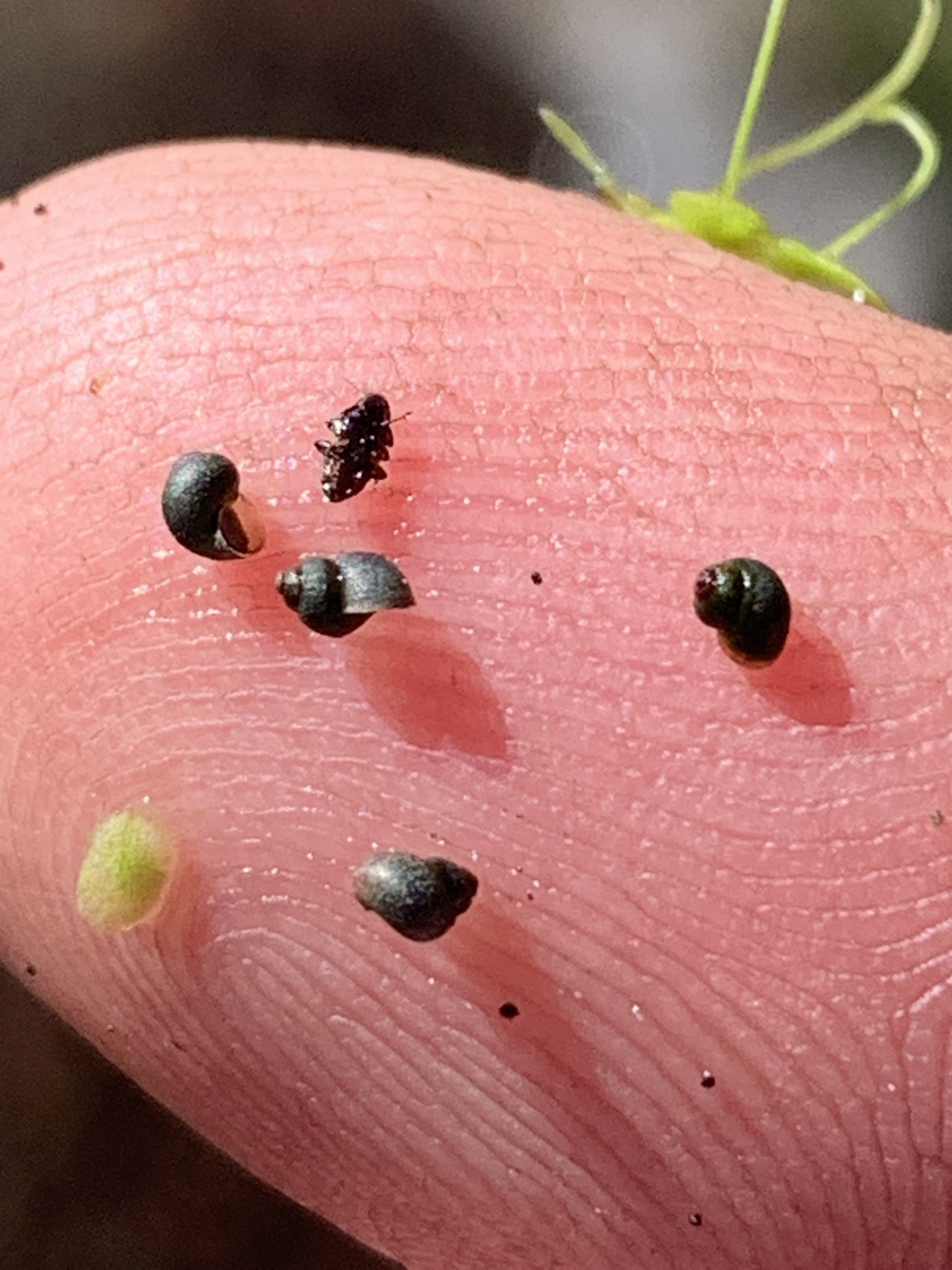 Pyrgulopsis Call & Pilsbry, 1886