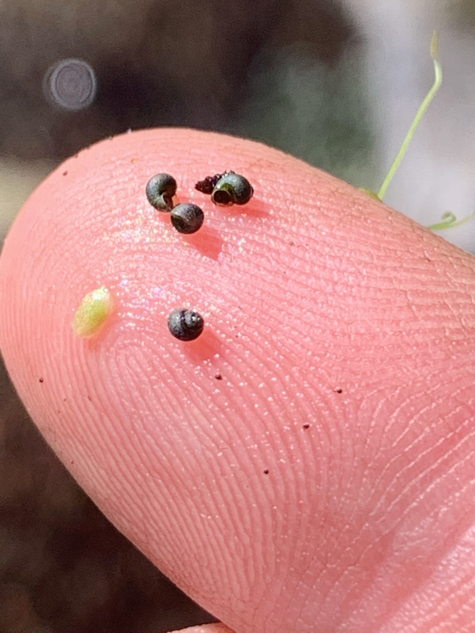 Pyrgulopsis Call & Pilsbry, 1886