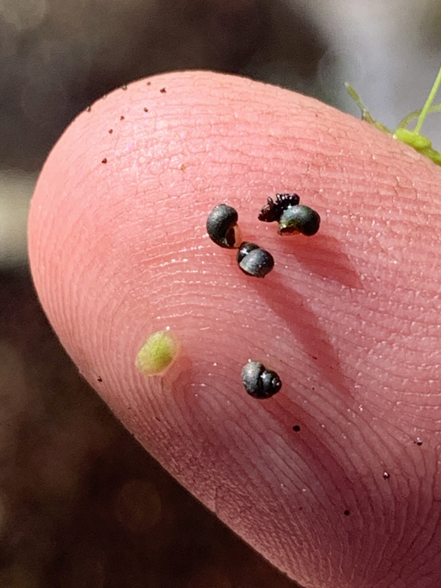 Pyrgulopsis Call & Pilsbry, 1886