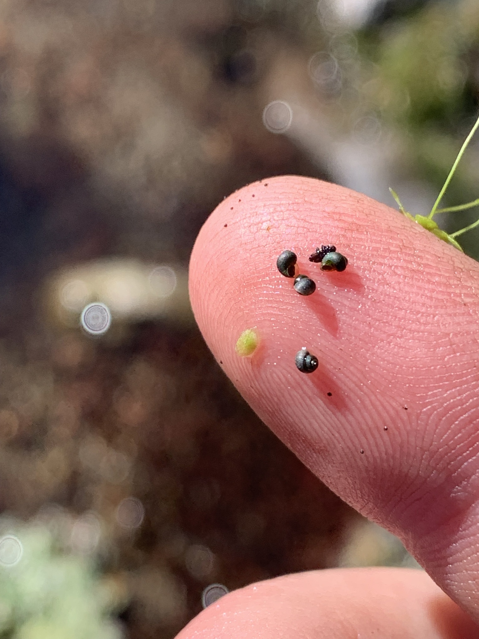 Pyrgulopsis Call & Pilsbry, 1886