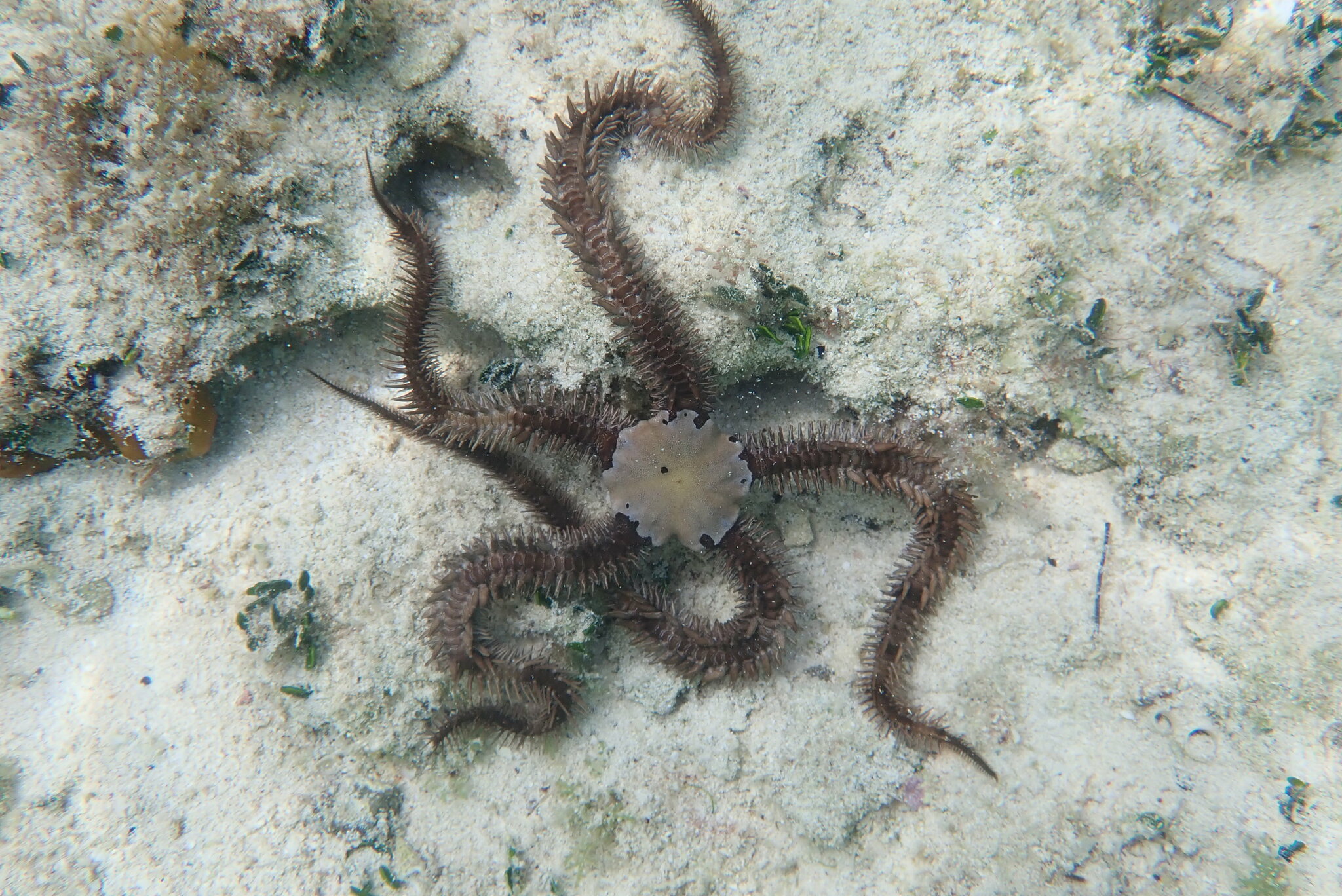 Ophiocoma echinata (Lamarck, 1816)