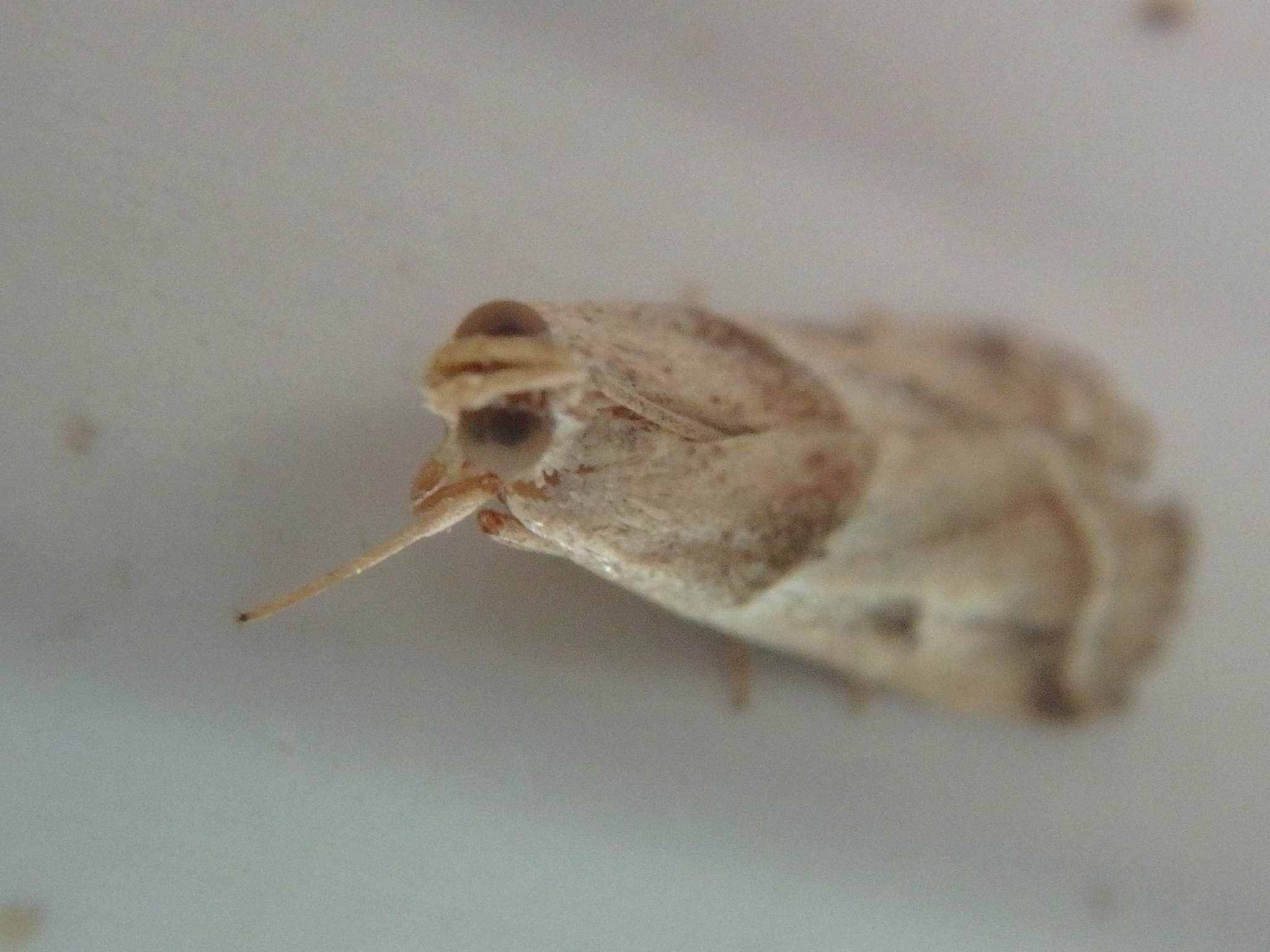 Nyctegretis lineana Scopoli, 1786