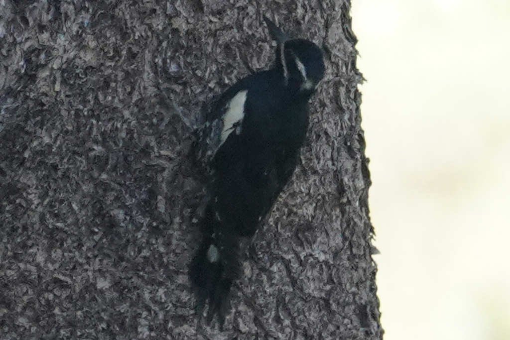 Williamson's Sapsucker from Alpine, Eldorado National Forest ...