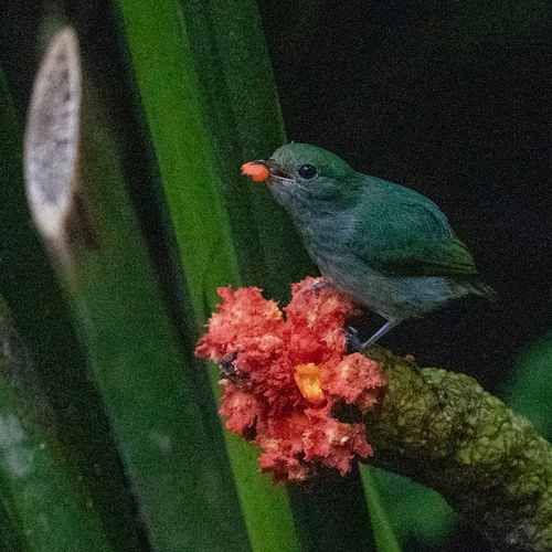 Photo 209053099, (c) Anthony Batista, some rights reserved (CC BY ...