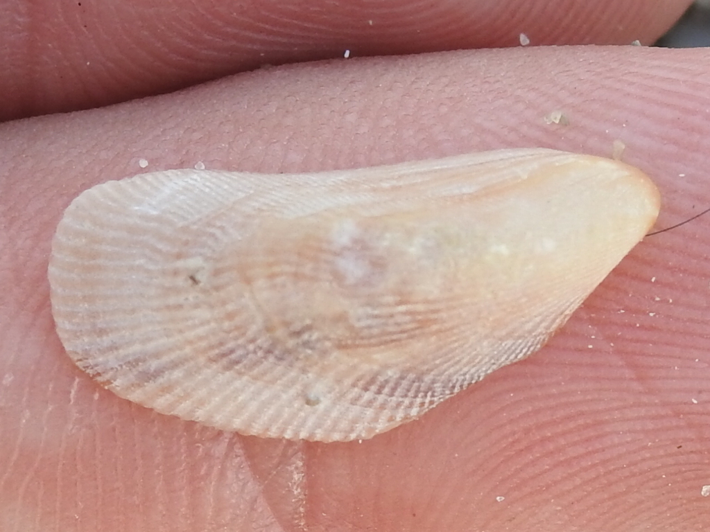 Brachidontes modiolus (Linnaeus, 1767)