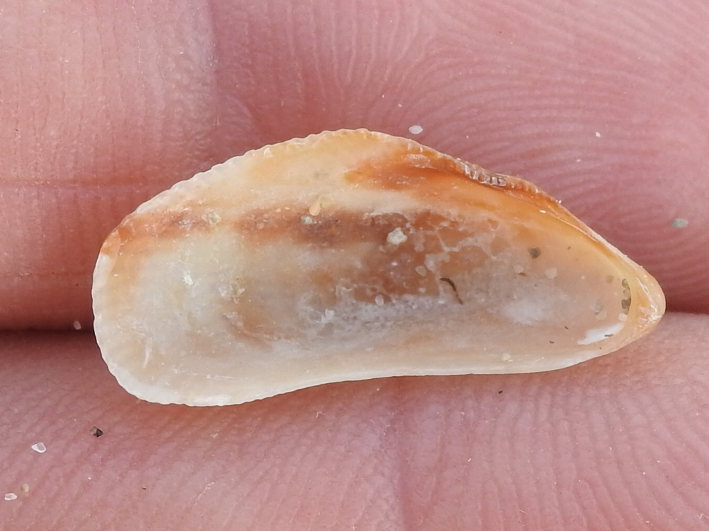 Brachidontes modiolus (Linnaeus, 1767)