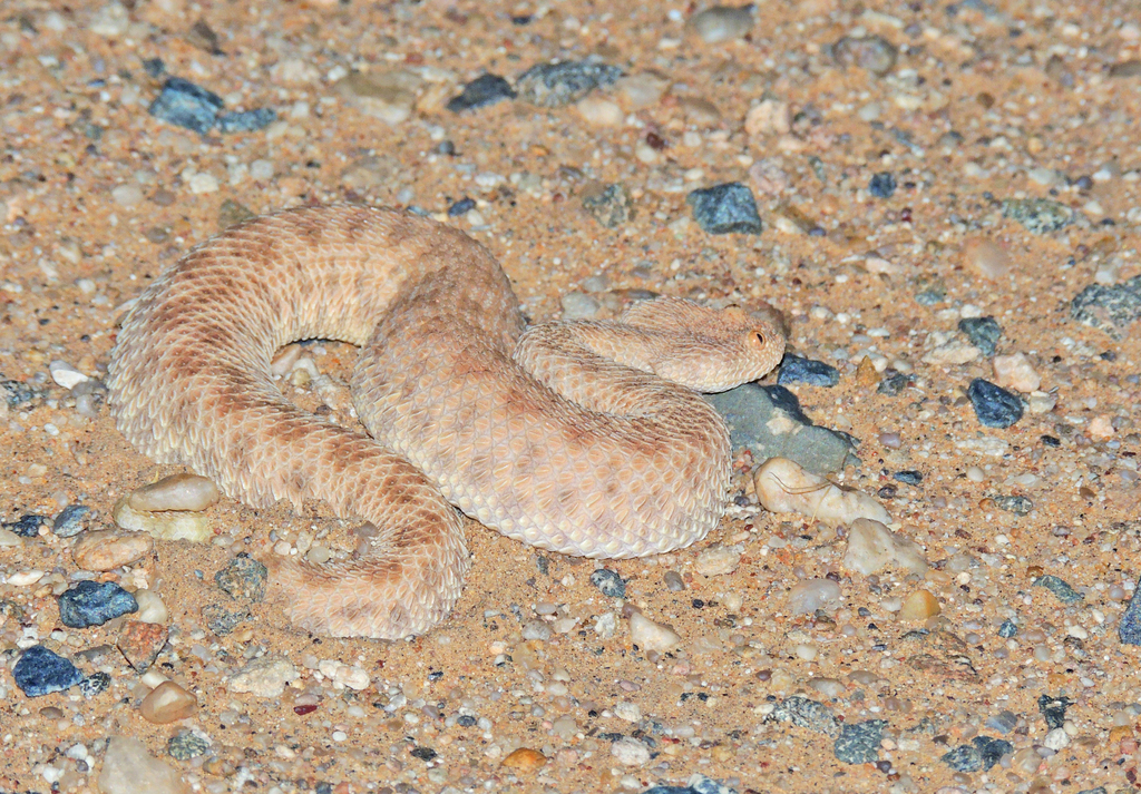 Sahara Sand Viper (Cerastes vipera) - Snakes and Lizards