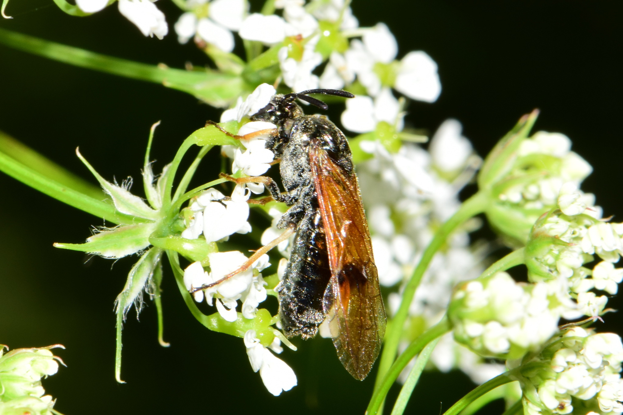 Arge ustulata (Linnaeus, 1758)