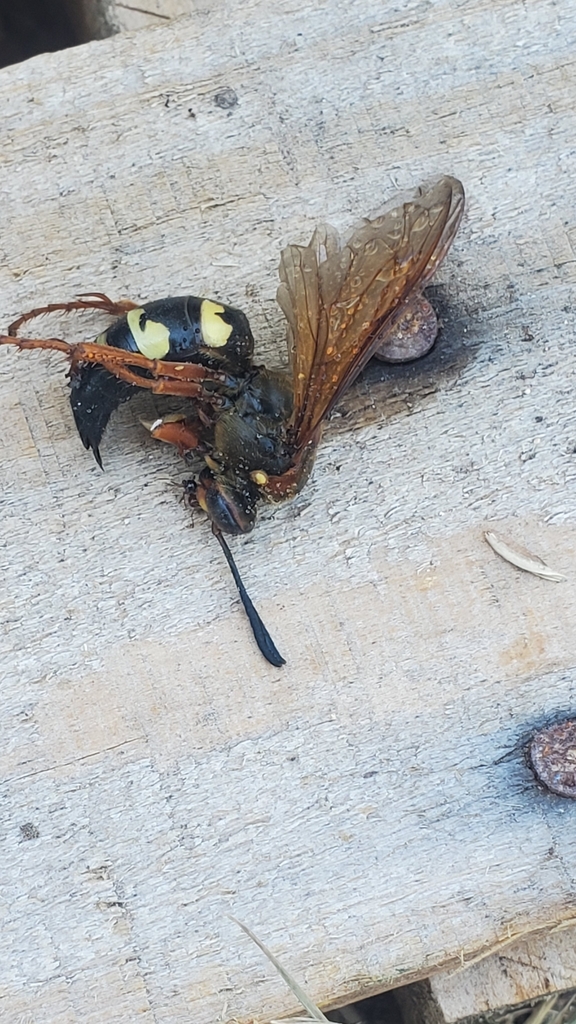Eastern Cicada-killer Wasp from Kempner, TX, USA on June 25, 2022 at 02 ...