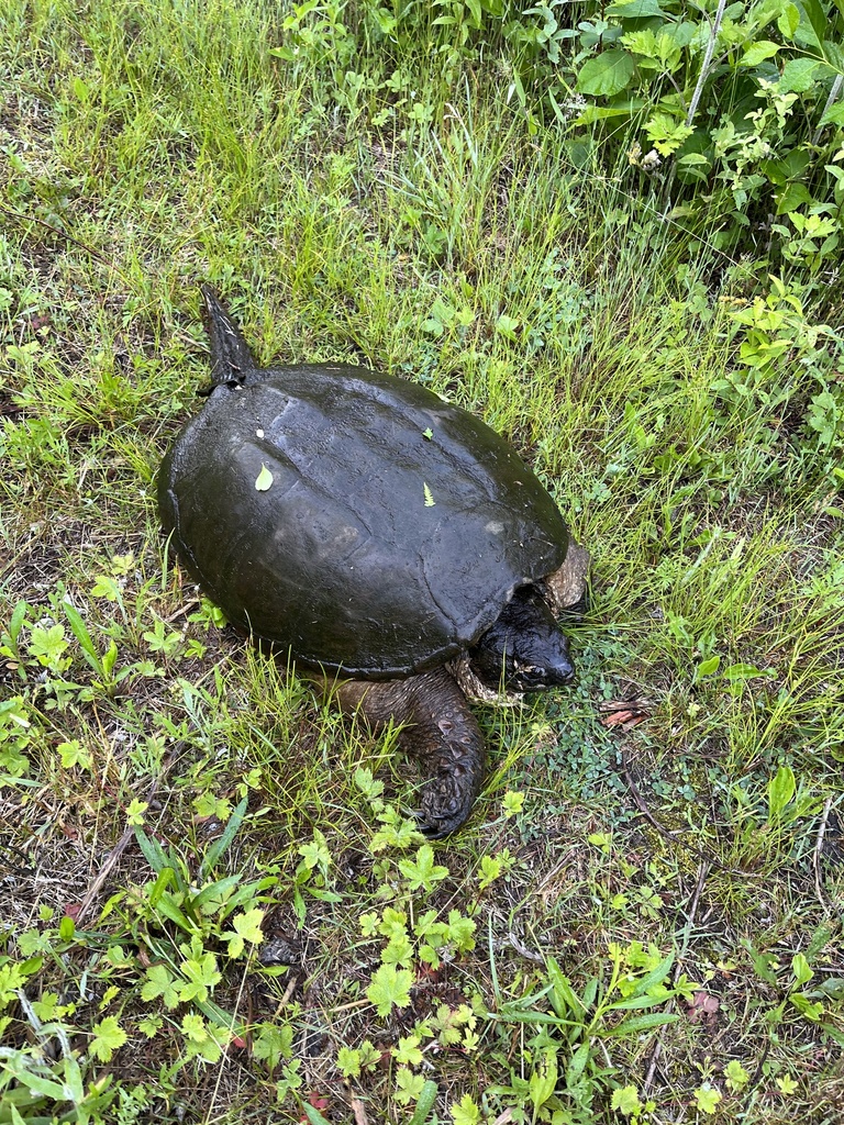 Common Snapping Turtle from Long Meadow Rd, Tuxedo Park, NY, US on June ...