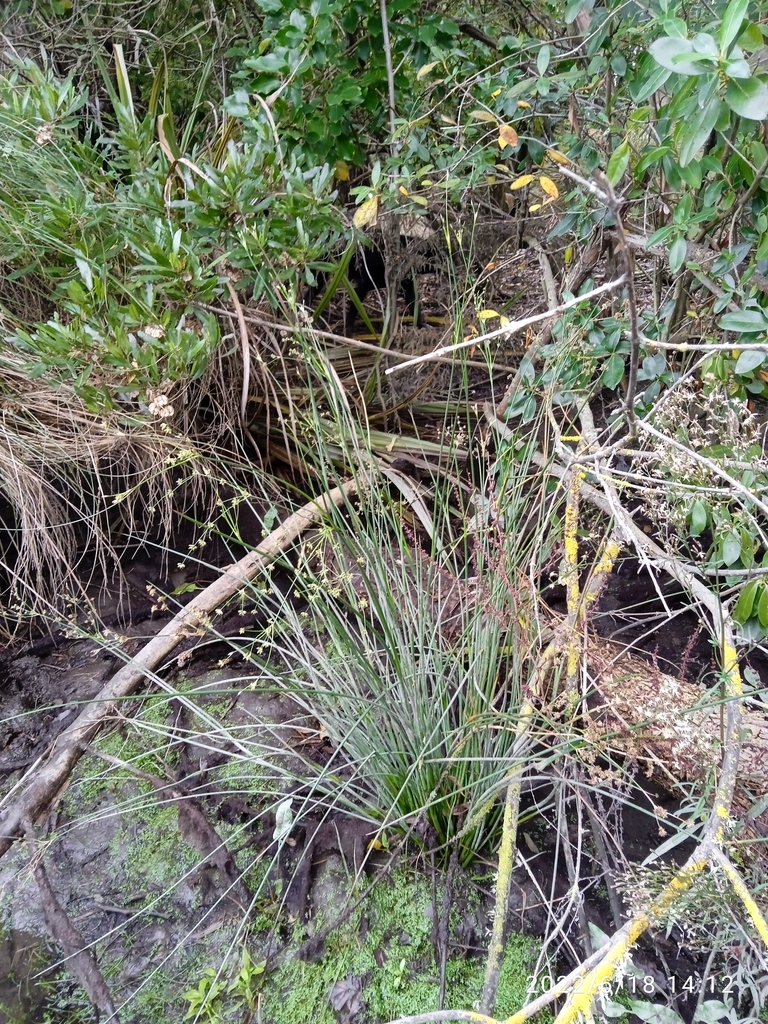 Juncus microcephalus from Burwood, Christchurch, New Zealand on June 18 ...