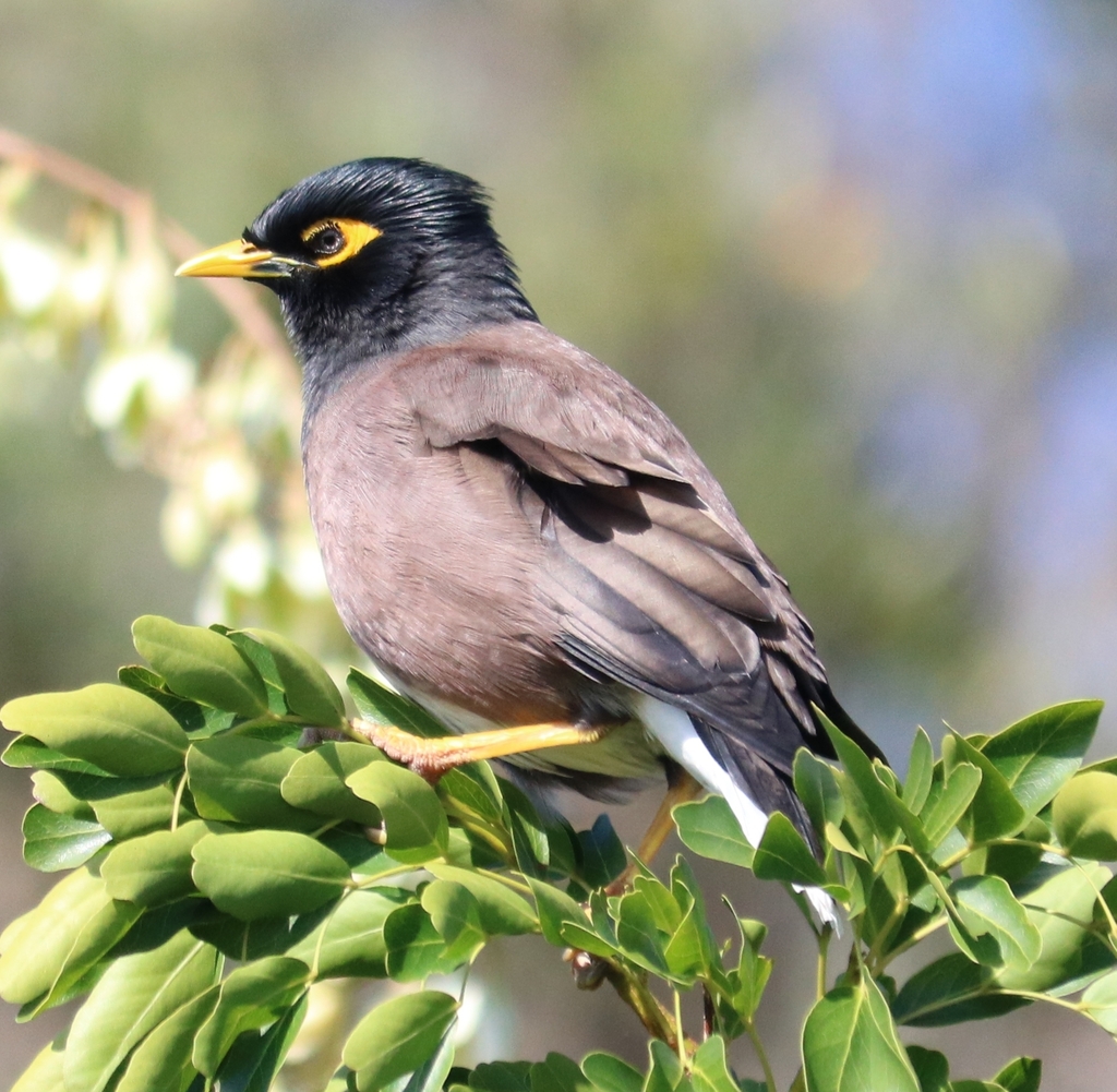 Common Myna from Half Tree Hollow, STHL 1ZZ, St Helena, Ascension and ...