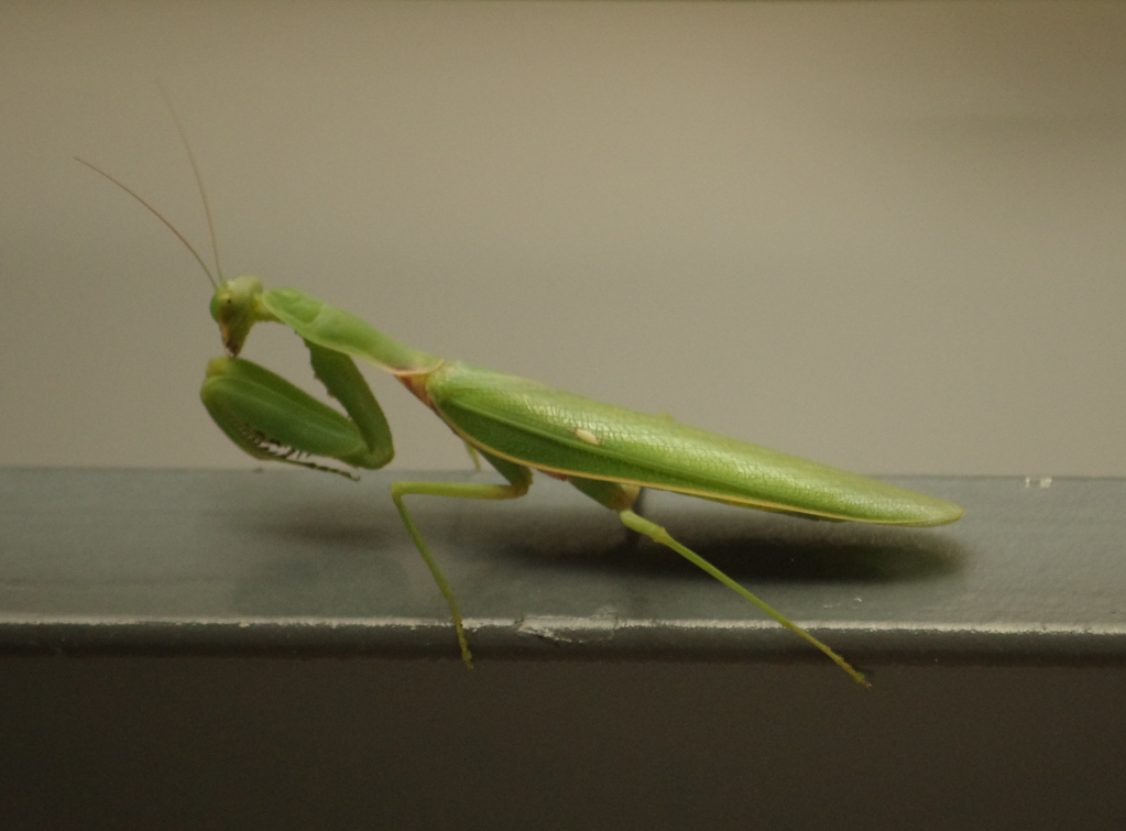 Giant Asian Mantis from Toa Payoh, Singapore on December 28, 2015 at 08 ...