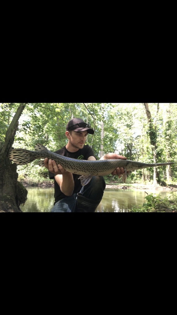 Longnose Gar from Idylwild Wildlife Mgt Area, Federalsburg, MD, US on ...