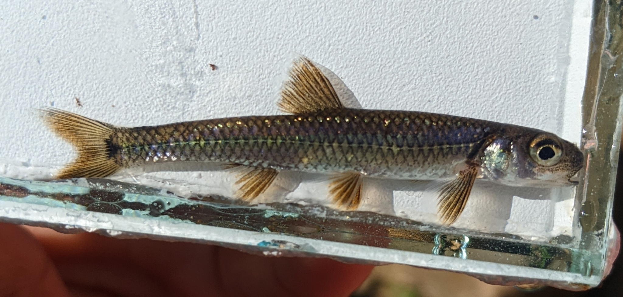 Notropis spectrunculus (Cope, 1868)