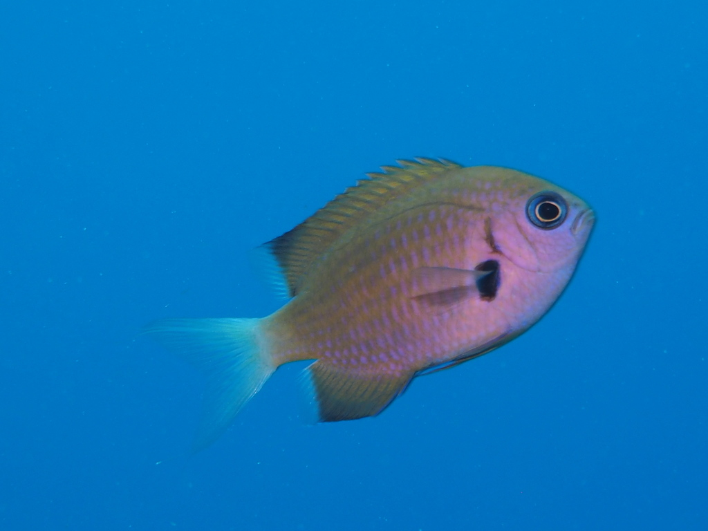 Reef Puller (Reef Fish of the Hawaiian Islands) · iNaturalist