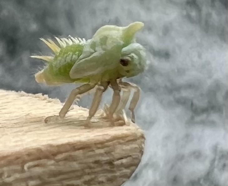 Two-marked Treehopper from 40th Ave NE, Rochester, MN, US on June 25 ...