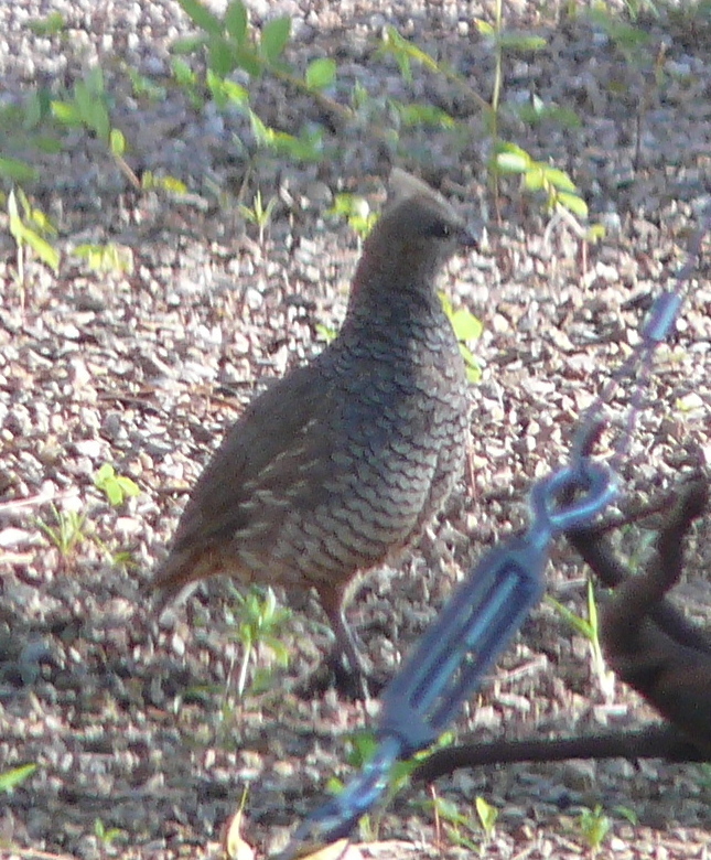 Scaled Quail from Sierra Vista Southeast, AZ, USA on August 05, 2008 at ...