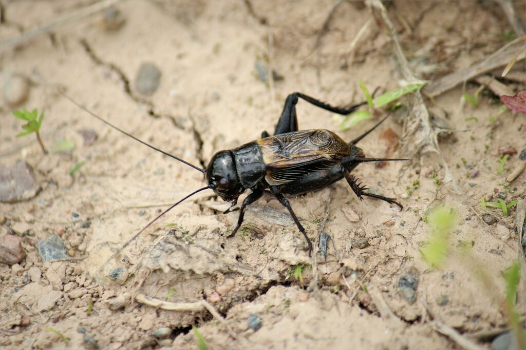 Grillo negro (Biodiversidad en el Cañón de la Carbonera, Nogales ...