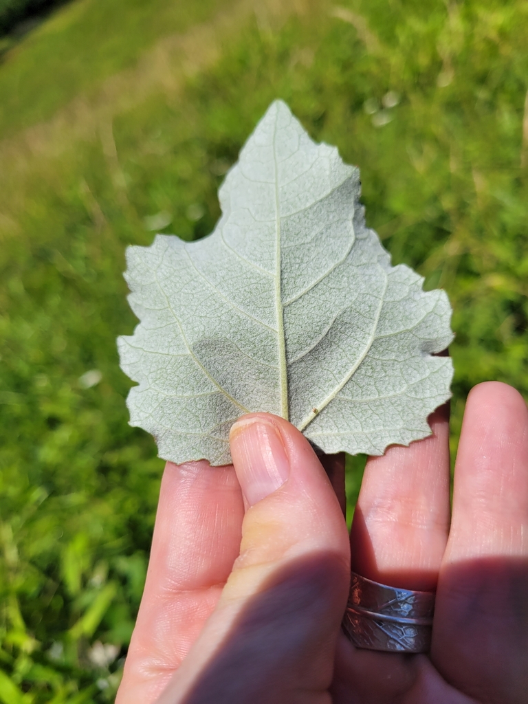 white poplar from Lothian, MD 20711, USA on June 25, 2022 at 12:47 PM ...