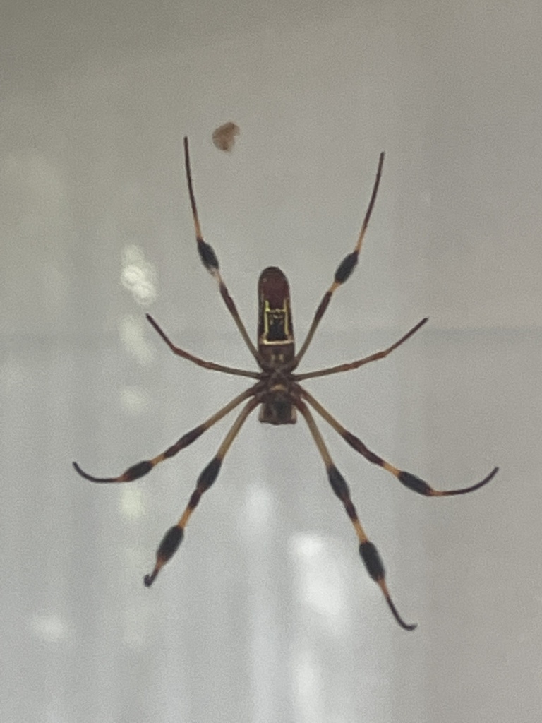 Golden Silk Spider from Wood Duck Trail, Bald Head Island, NC, US on ...