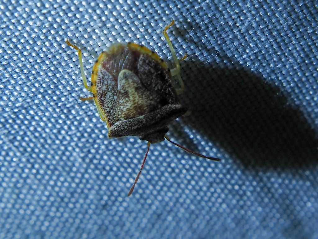 Dendrocoris humeralis from Pleasant Valley, Austin, TX 78741, USA on ...