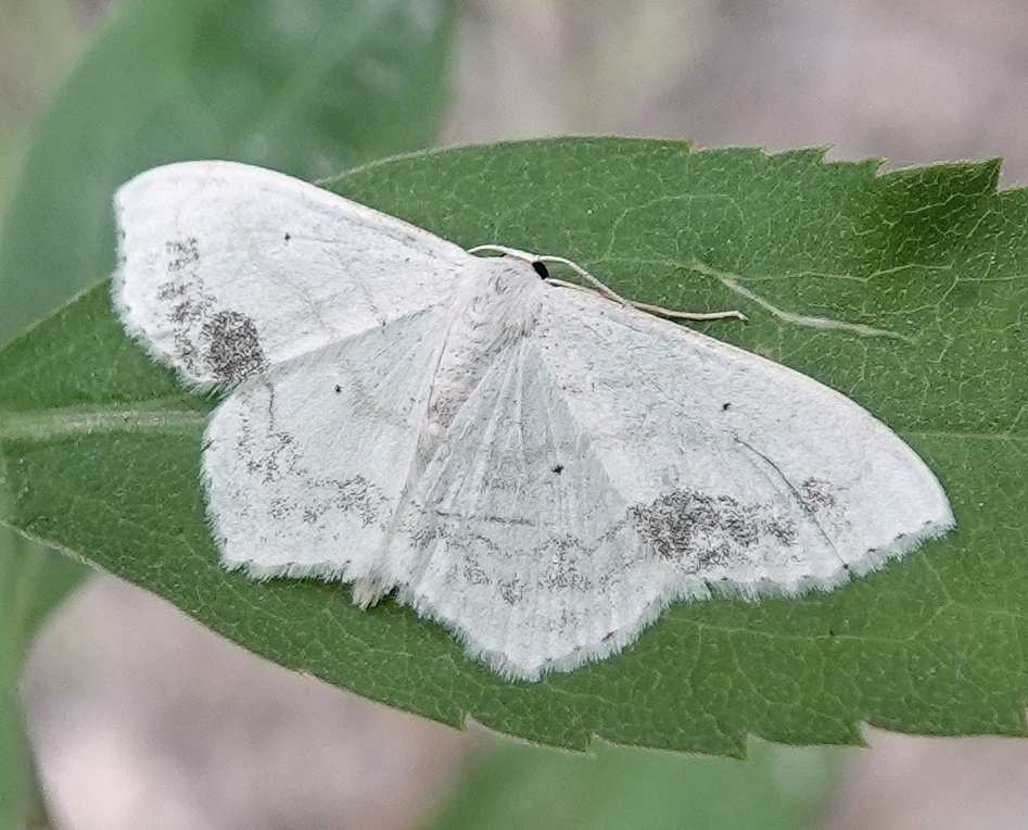 Large Lace-border Moth from Scotts Bluff County, NE, USA on June 24 ...