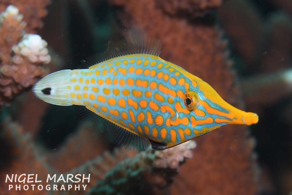 Longnose Filefish on June 25, 2022 at 11:20 AM by Nigel Marsh · iNaturalist