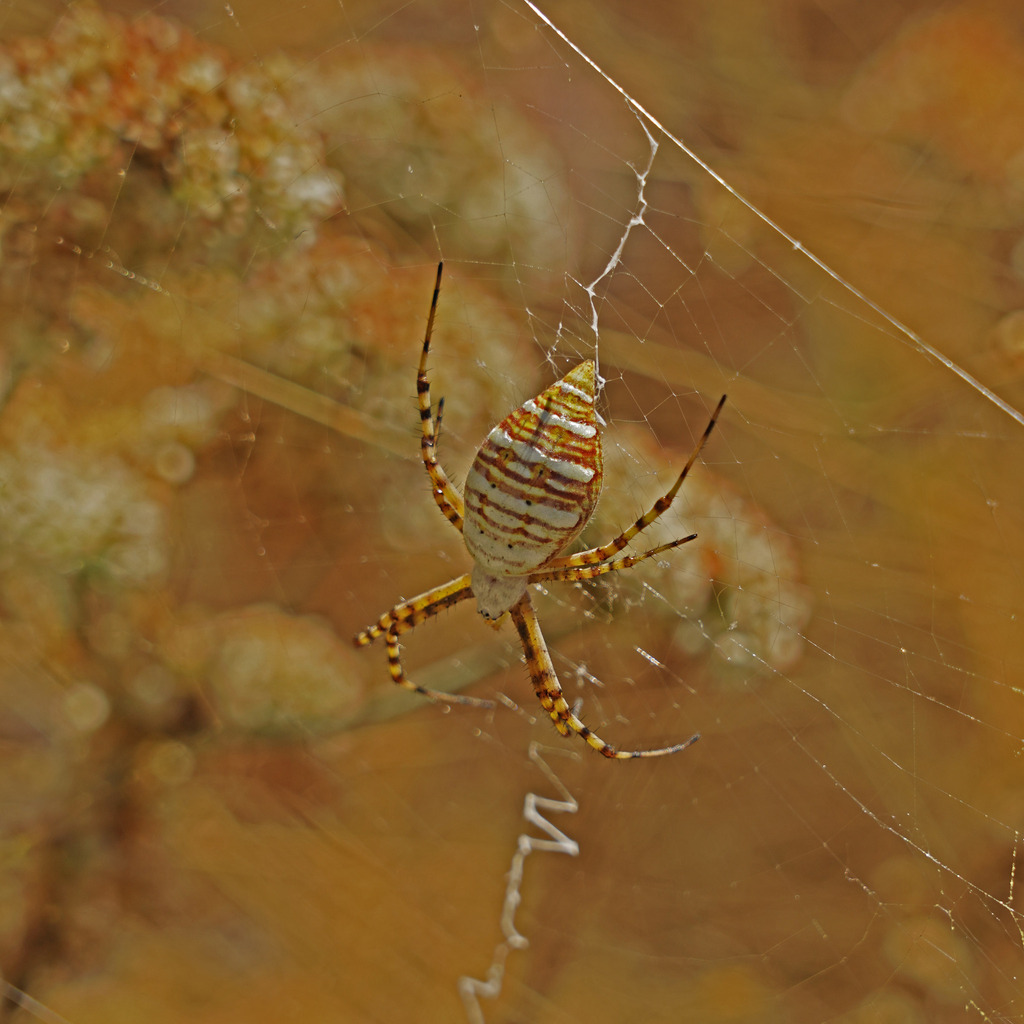 Banded Garden Spider from Featherly Regional Park, CA, USA on June 25 ...